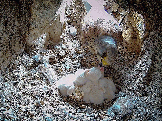 Film | Male Kestrel Feeds Chicks for 1st Time & Mum is So Surprised | – Robert E Fuller