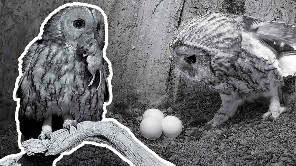 Film | Tawny Owls Complete Egg Clutch | Luna & Bomber – Robert E Fuller
