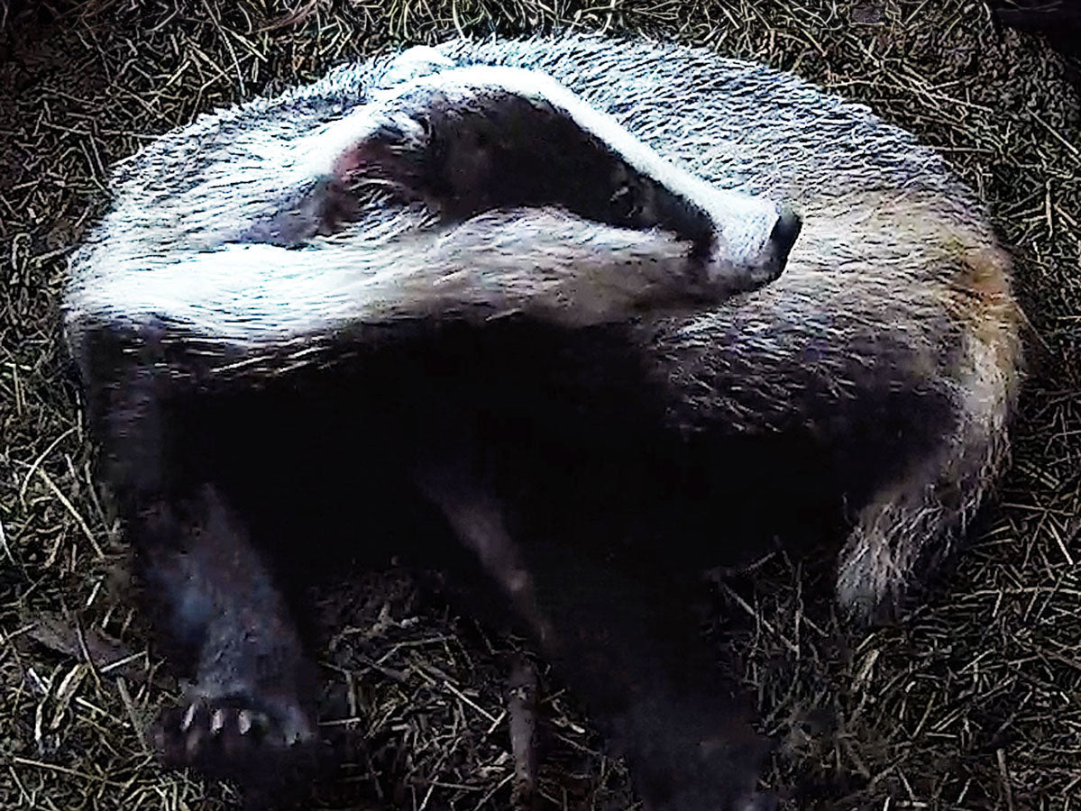 Film | Badgers Secret World Uncovered By Hidden Cameras | Discover Wil – Robert E Fuller