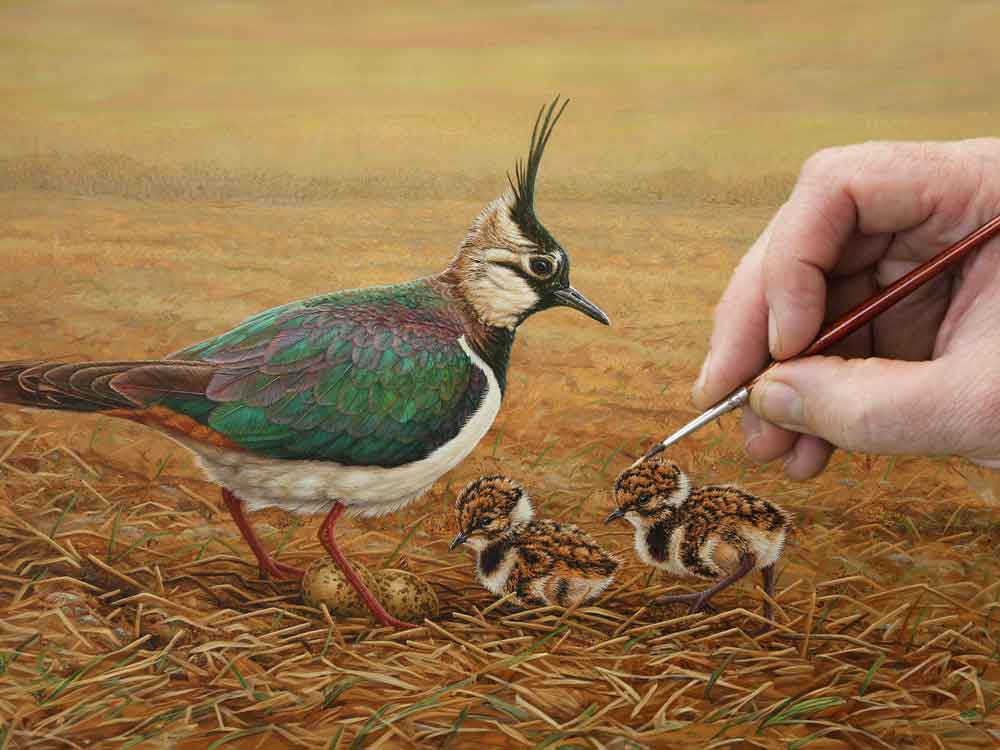 Film | Painting a Northern Lapwing & Chicks | Wildlife Art – Robert E Fuller