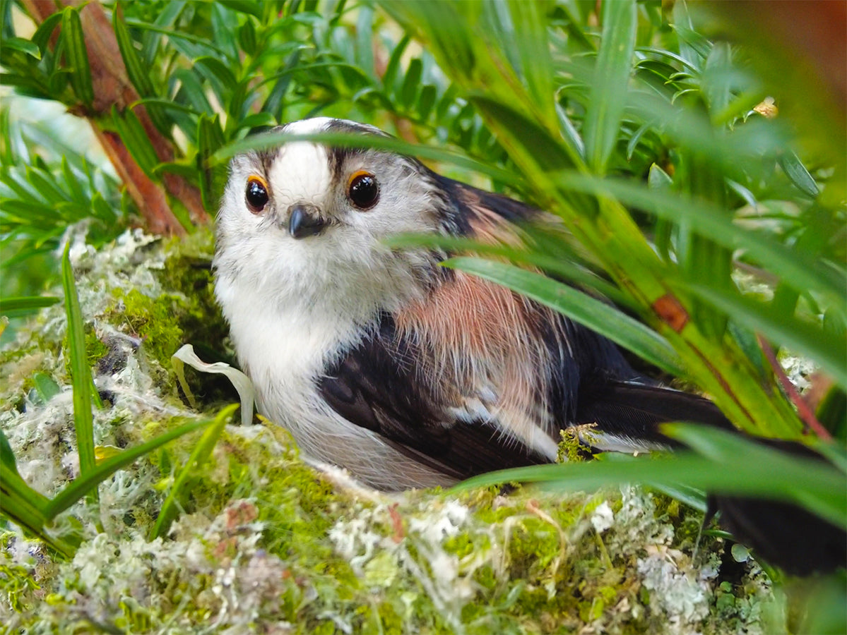 Film Long Tailed Tits Work As A Team To Build Their Nest Discover