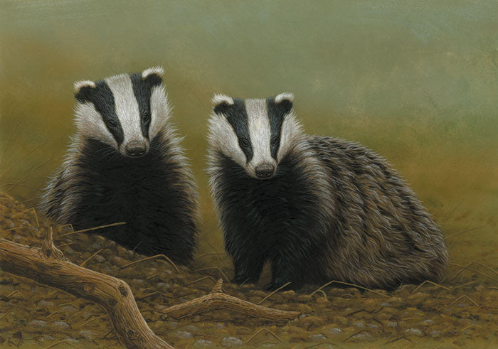 Film | A New Painting of Badgers | My Wildlife Art – Robert E Fuller