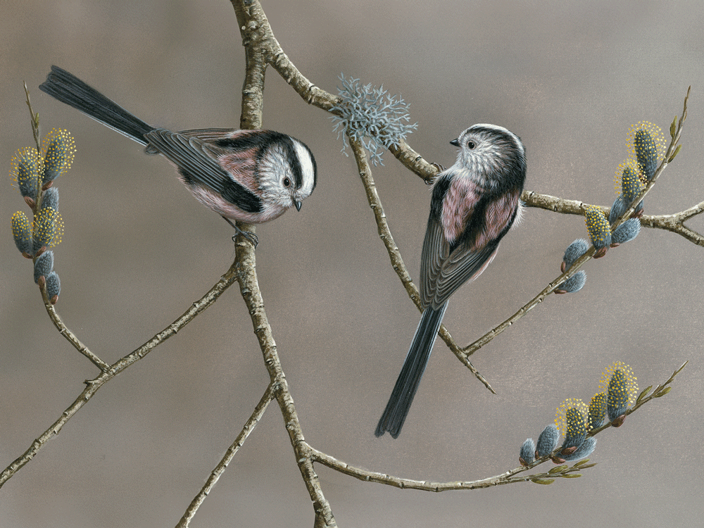 Long Tailed Tits on Pussy Willow Christmas Cards – Robert E Fuller