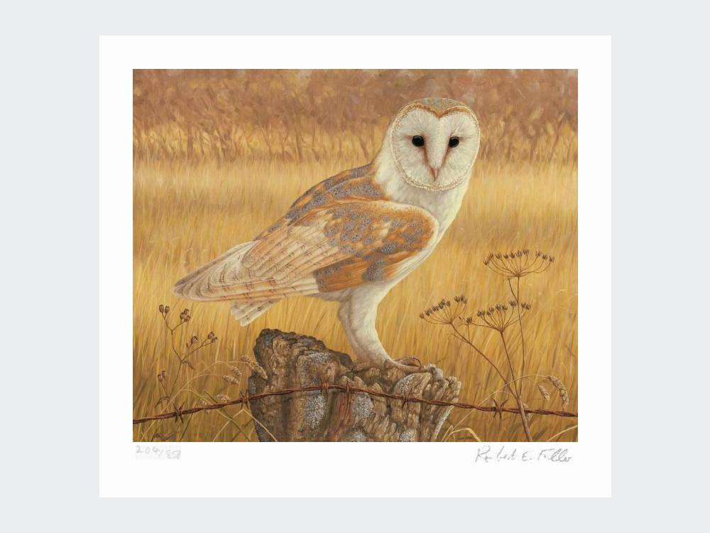 Barn Owl at Rest - Limited Edition Print – Robert E Fuller