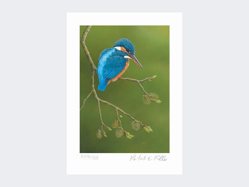 Colourful Kingfisher - Limited Edition Print – Robert E Fuller