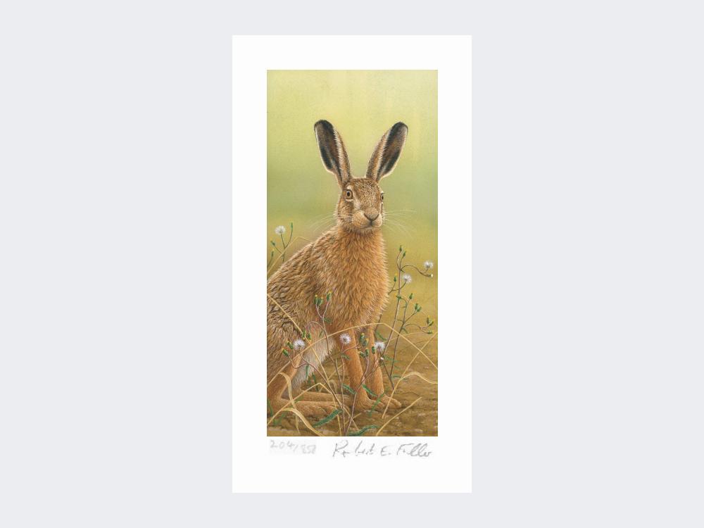 Hare in Mayweed - Limited Edition Print – Robert E Fuller