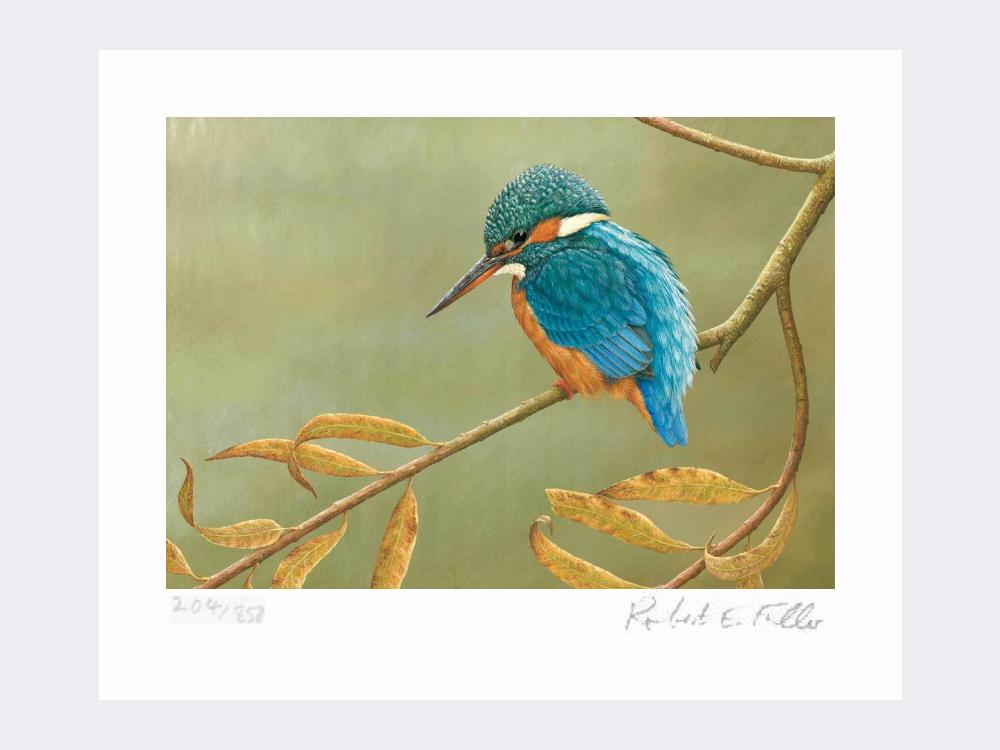 Kingfisher on Willow - Limited Edition Print – Robert E Fuller