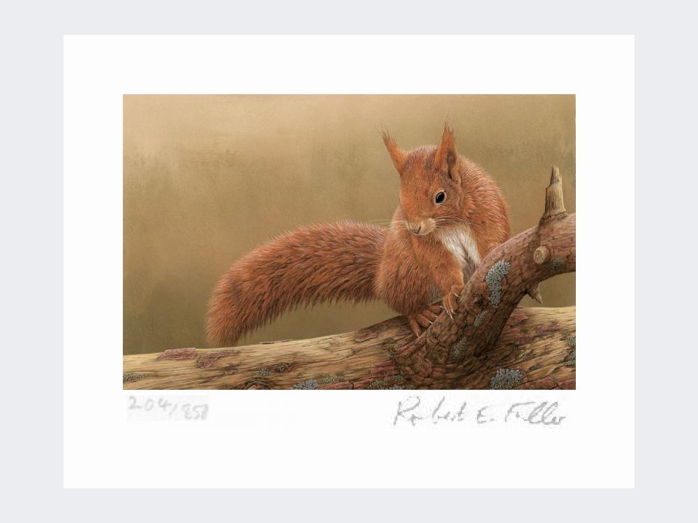 Red Squirrel of Formby - Limited Edition Print – Robert E Fuller