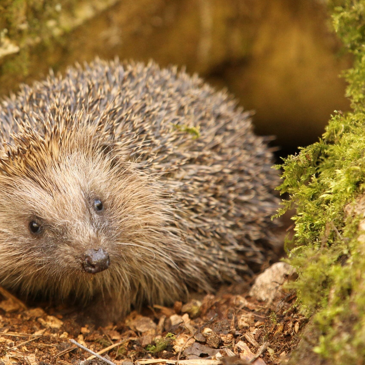 The hedgehog that won my heart: The story of how I painted a hedgehog portrait – Robert E Fuller
