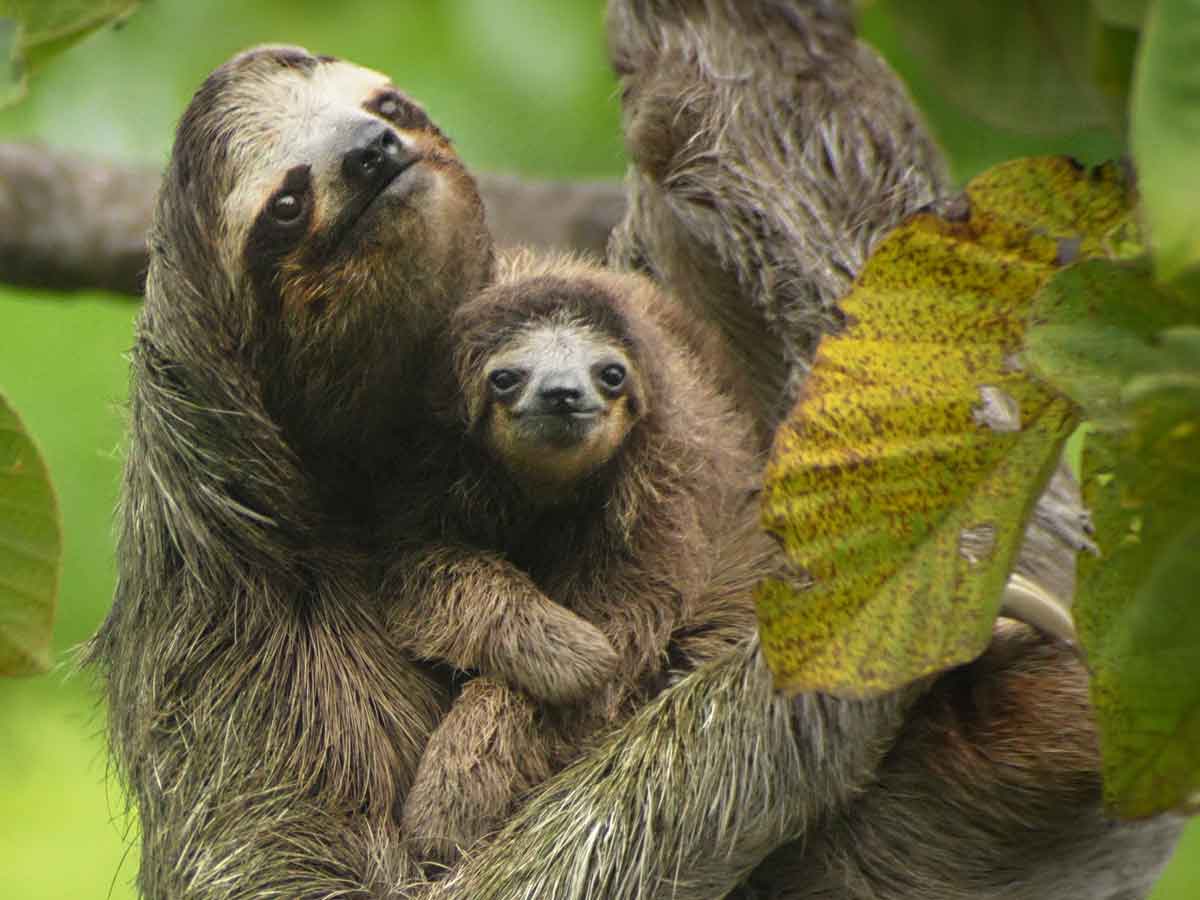 Film | Sloths aren't lazy: A unique way of life | 4K | Wild Panama ...