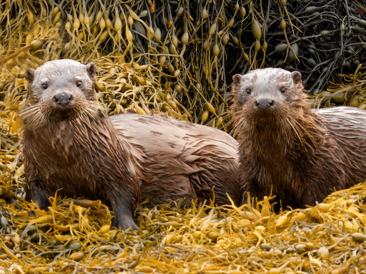 Film | Otter mum prepares cubs for life on their own – Robert E Fuller