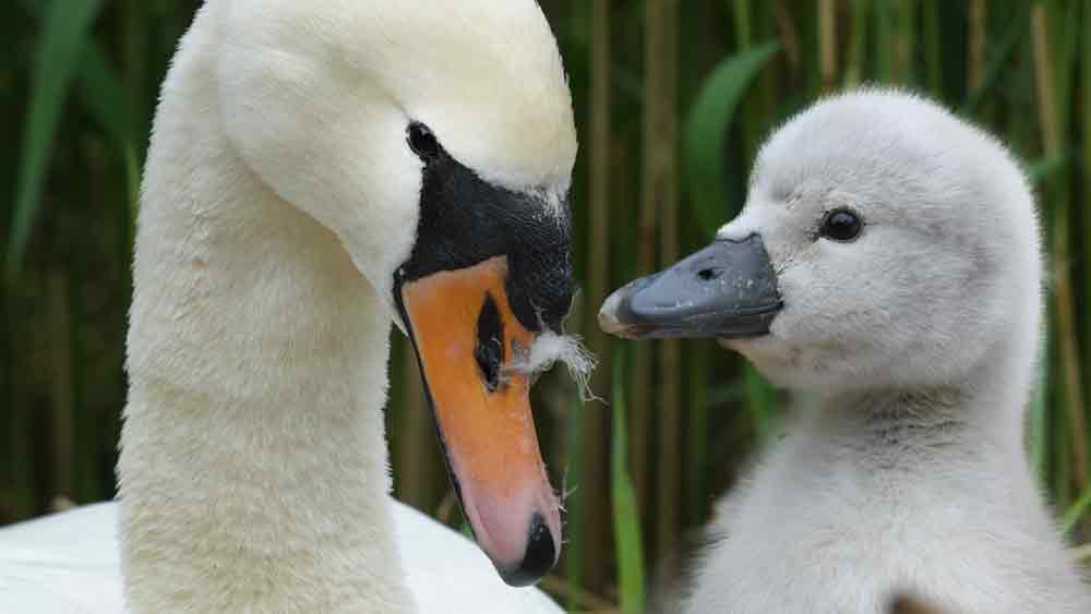 Film | Memories from the swan nest | Discover wildlife – Robert E Fuller