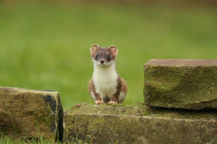 Artist's 5-year Study into Secret Lives of Garden Stoats – Robert E Fuller