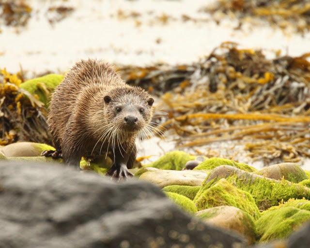 Welcoming Back Otters – Robert E Fuller