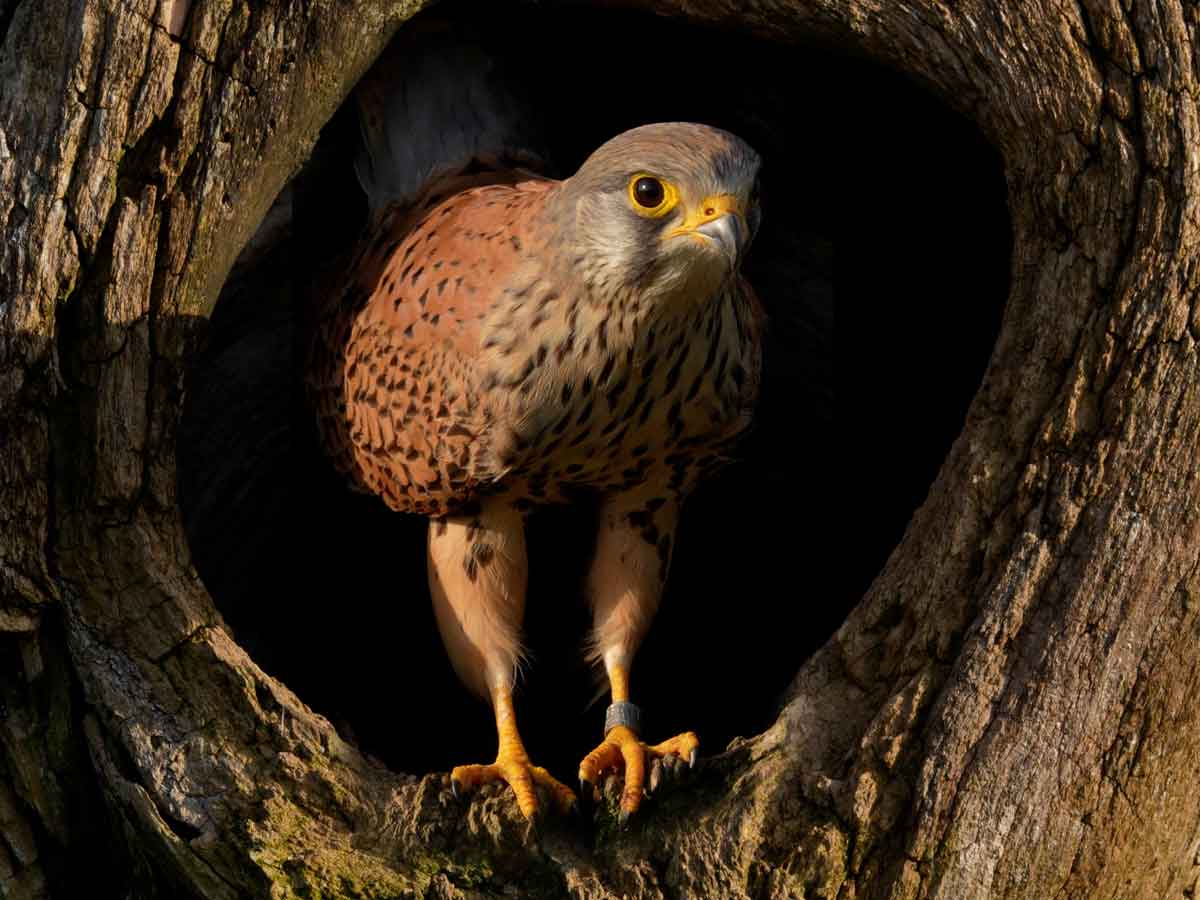 Film | Rescued kestrel now ready for family of his own | Jeff & Jenny ...
