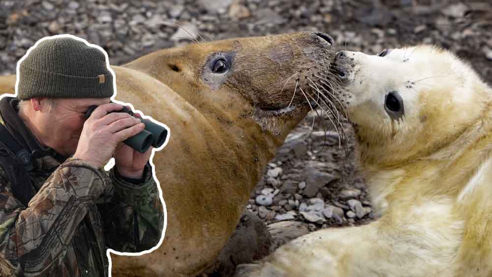 Film | Seal battles for survival | Grey seals – Robert E Fuller