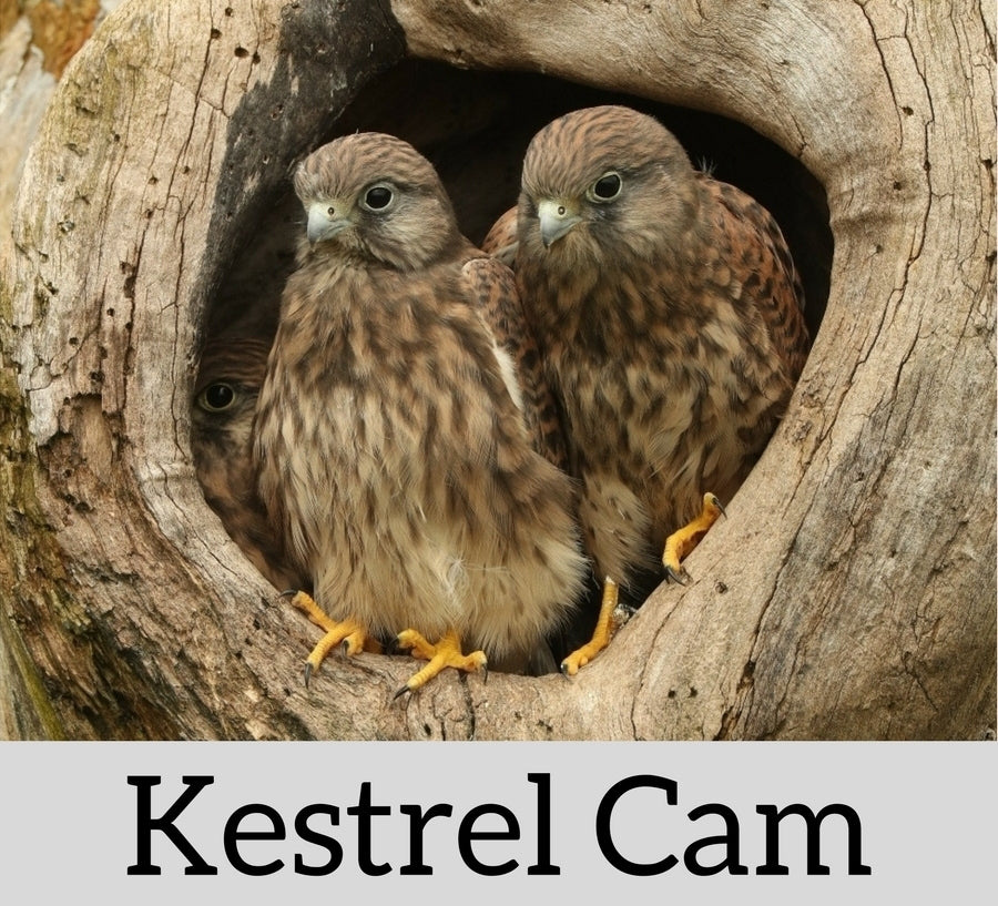 2018 - Follow the story of the Kestrels on my Nest Cameras in 2018 ...