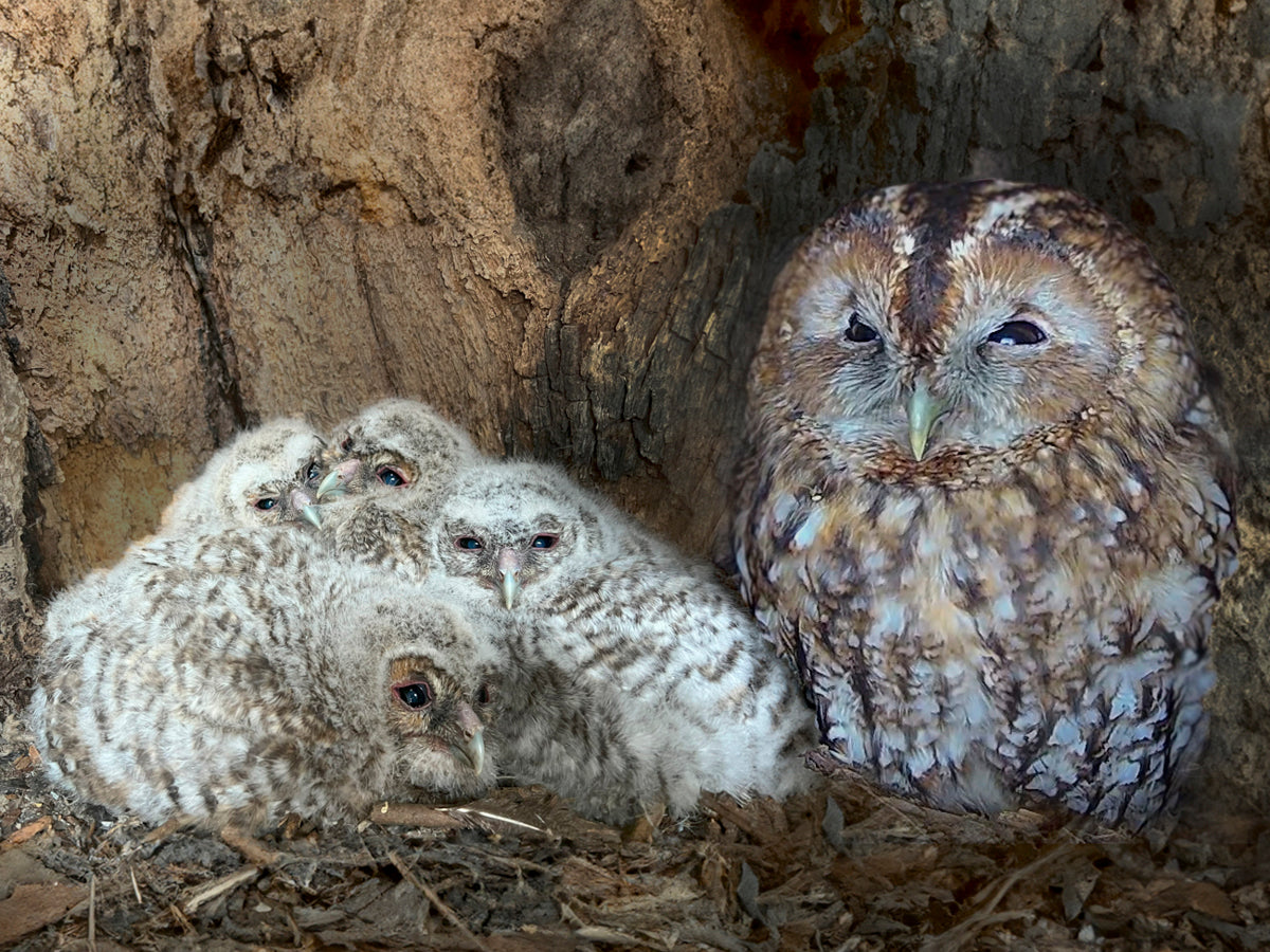 Film | Tawny owl big beautiful brood of chicks | Full story | Bonnie a ...