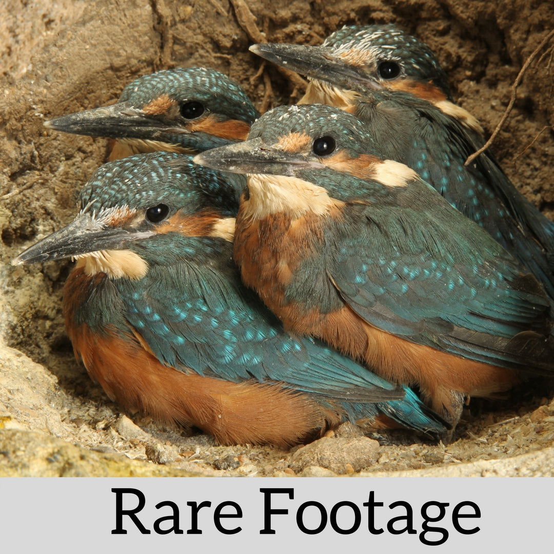 Rare Footage Cam – Robert E Fuller