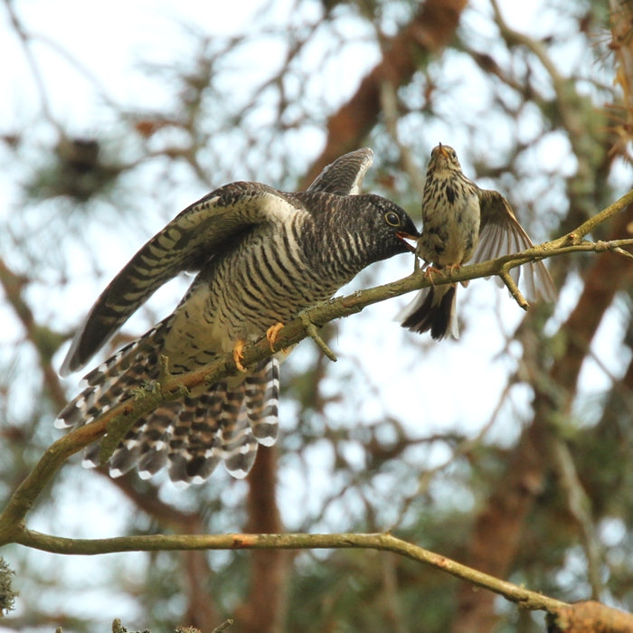 How Photographing A Cruel Cuckoo Chick Inspired A New Painting & A Las ...