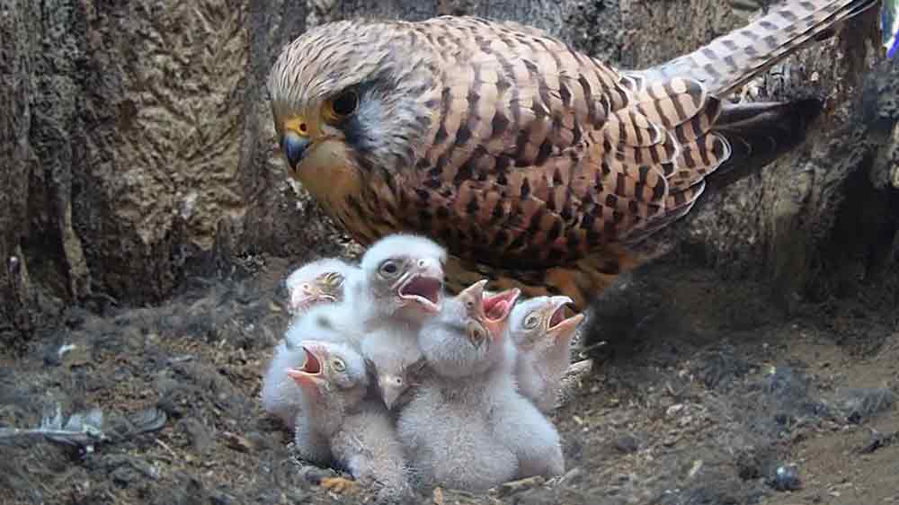 Film | All six kestrel chicks hatch | Apollo & Athena – Robert E Fuller