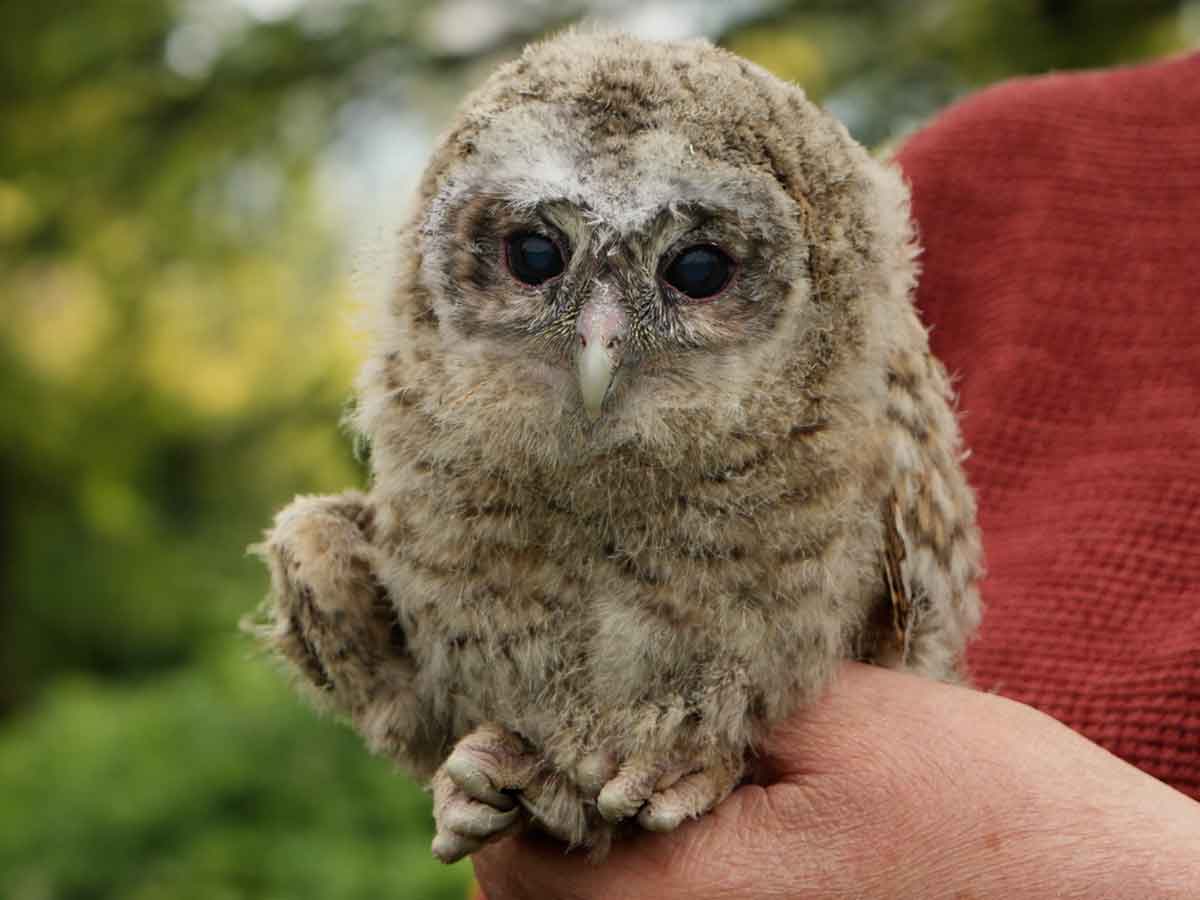 Film | Tawny owl chicks get ID rings | Bonnie & Ozzy – Robert E Fuller