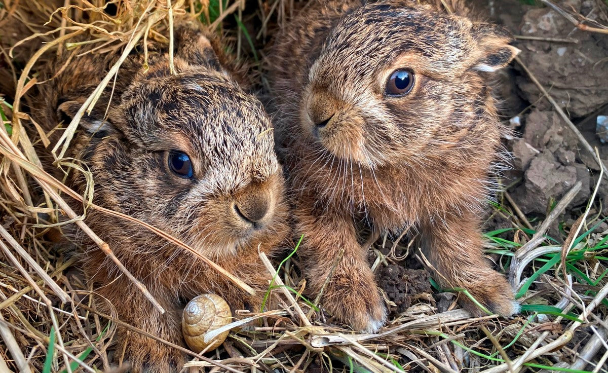 Wildlife photography | meet the wildlife art models – Robert E Fuller