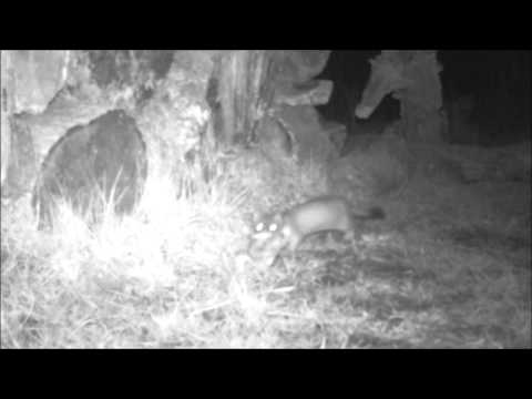 An egg-rolling stoat for Easter – Robert E Fuller