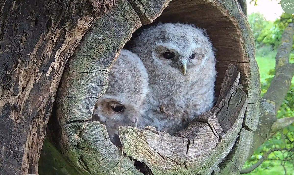 Rehabilitating Eric, a tawny owl chick – Robert E Fuller
