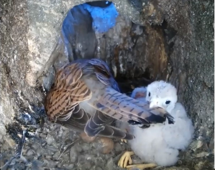 First Steps. First Feathers. First Flights. Follow the baby barn owls ...