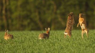 Boxing Hares – Robert E Fuller