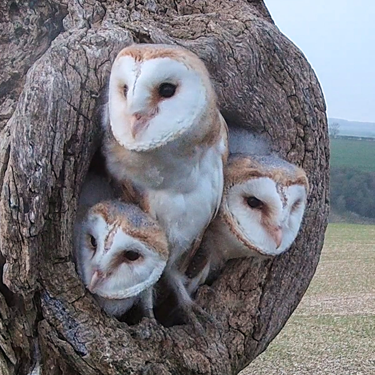 Film | Barn owl fledglings find their wings | Watched over by Willow ...