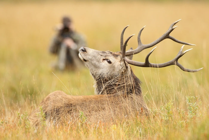 Stalking a red stag with a camera – Robert E Fuller