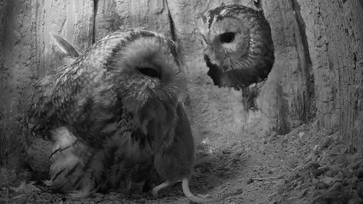 Film | Tawny owl eats a rat | Luna & Bomber – Robert E Fuller