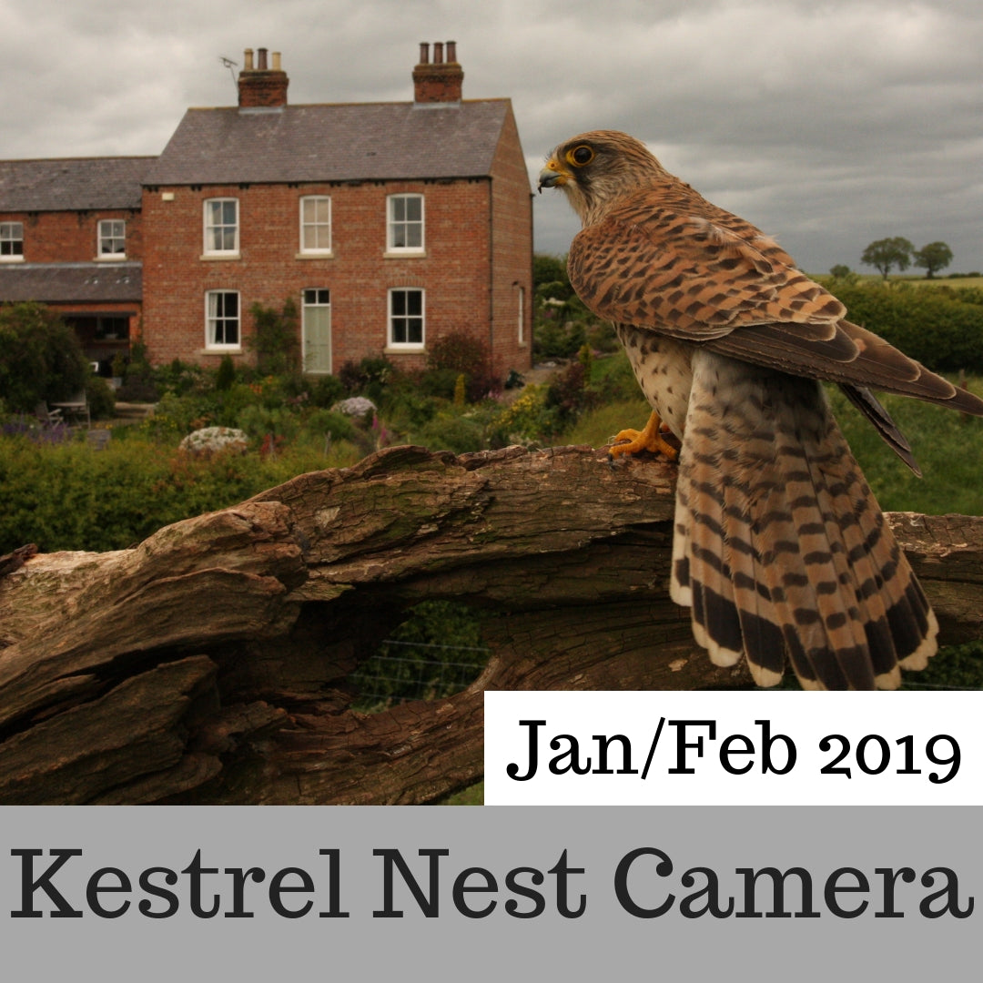 Kestrel Nest Camera | Jan & Feb 2019 | Pairing up and Finding a Home ...