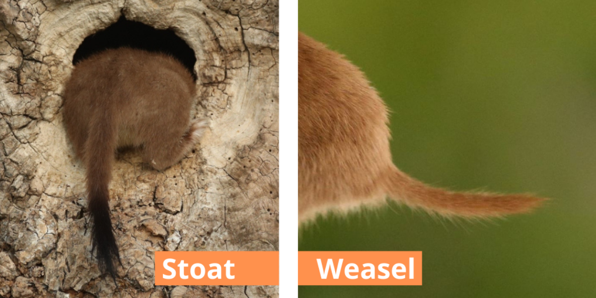 How to tell the difference between a weasel and a stoat – Robert E Fuller