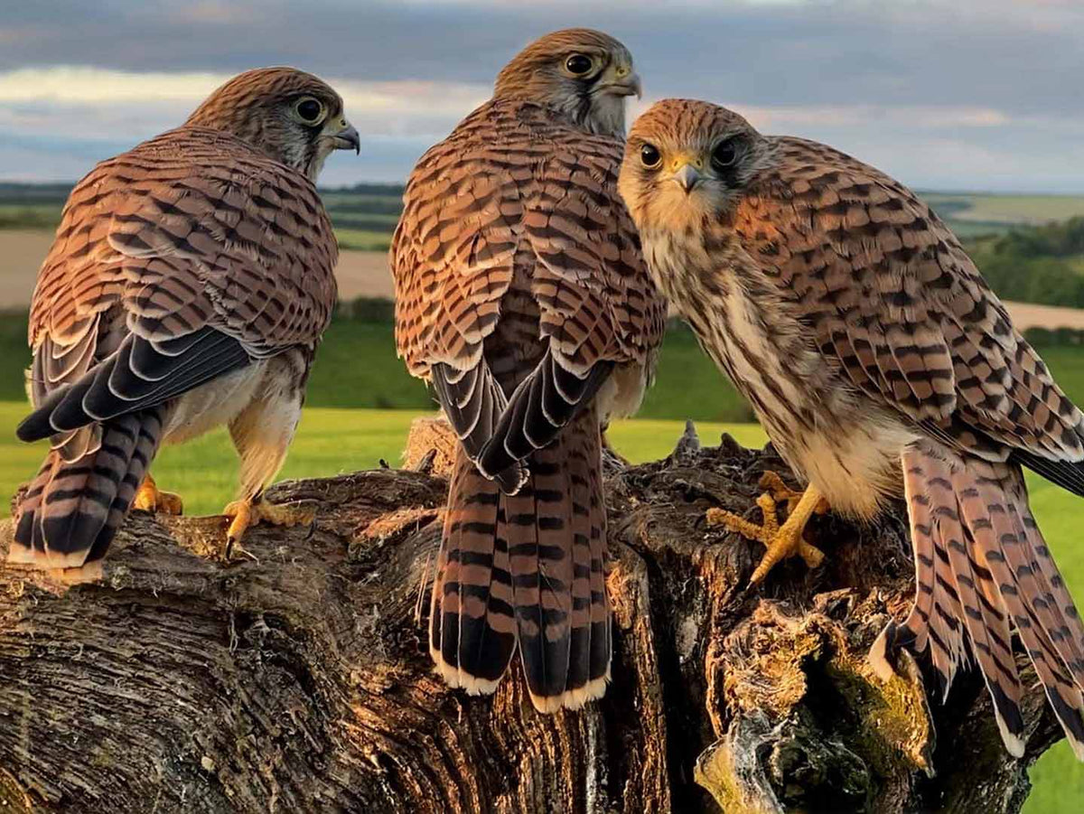 Kestrel chicks fly free at last – Robert E Fuller