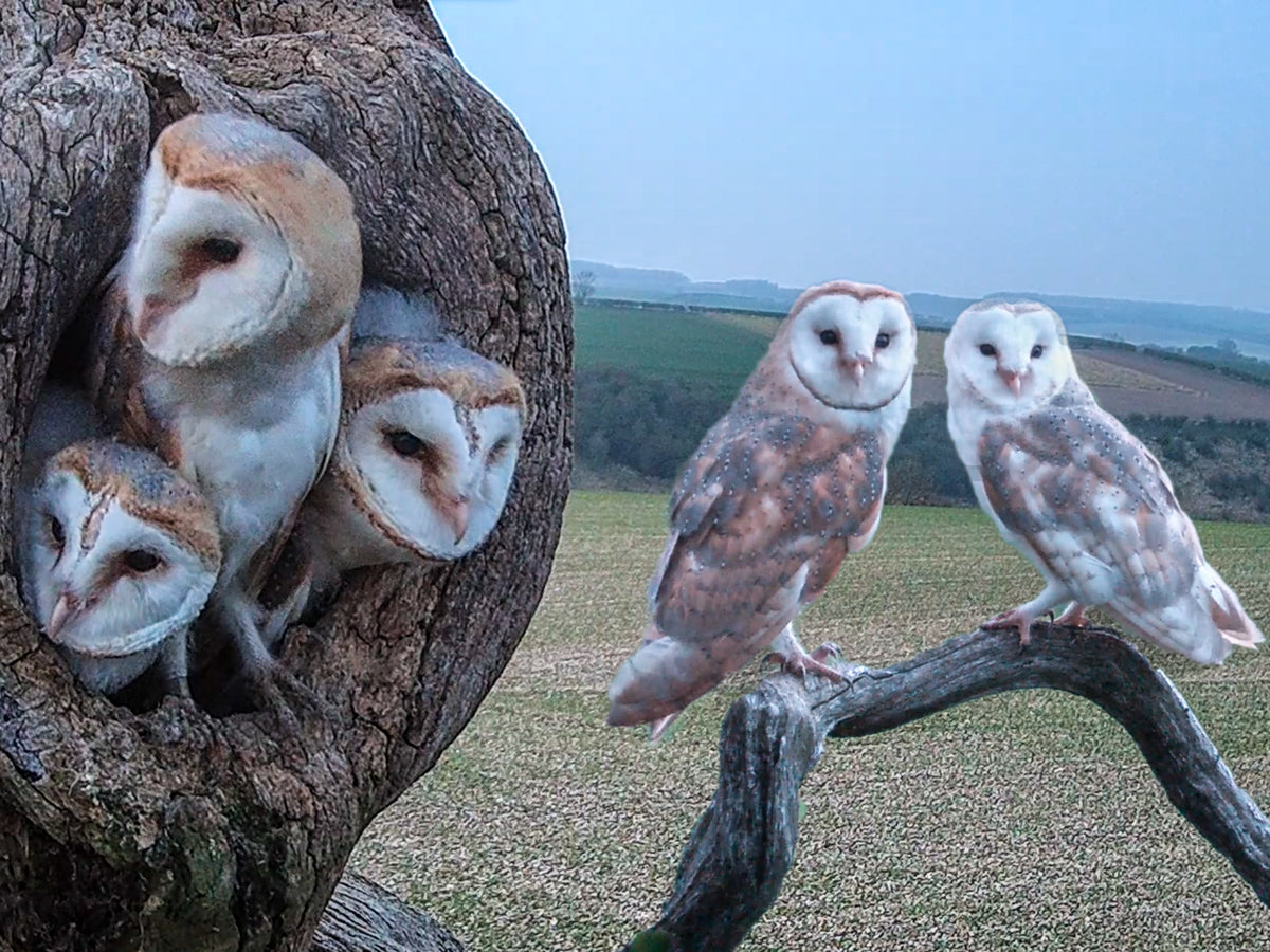 Film | Barn owls Willow & Ghost | Amazing owl parents – Robert E Fuller