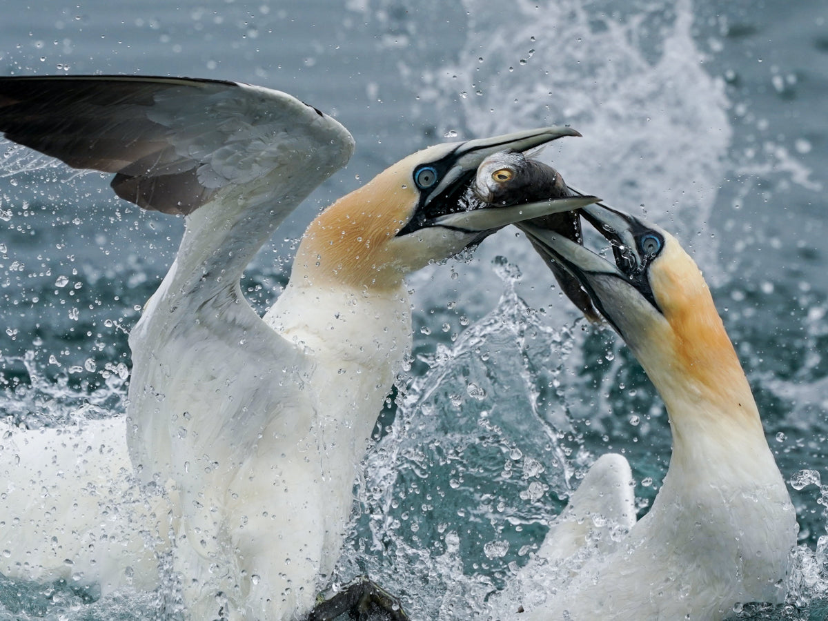 Film | Northern gannets diving at RSPB Bempton | UK's largest mainland ...