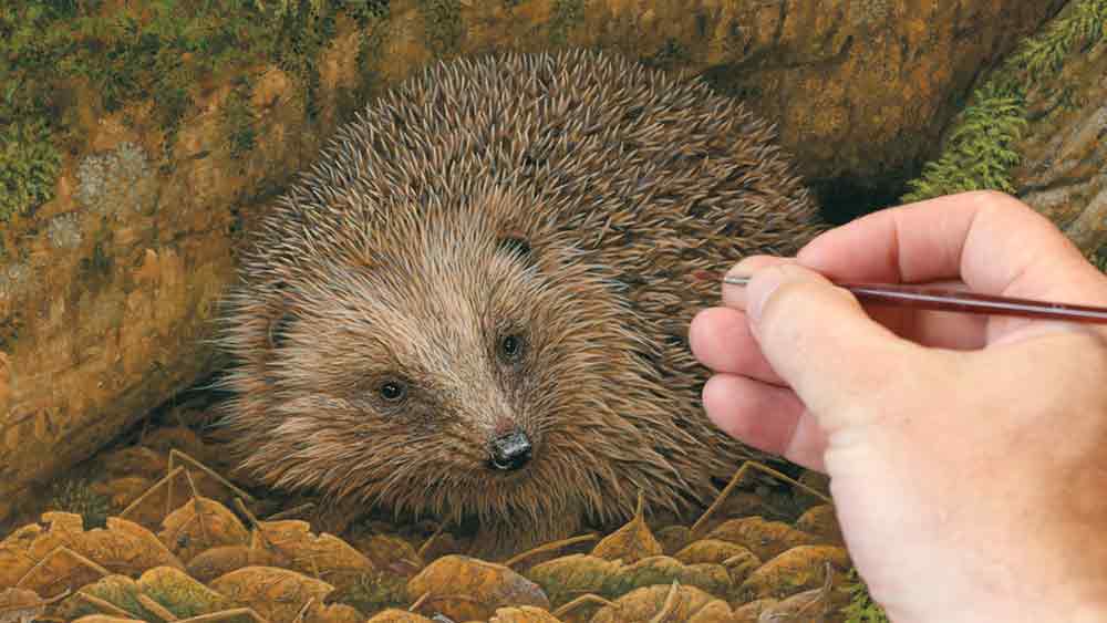 Film | The Art of Painting a Hedgehog | Wildlife Art – Robert E Fuller