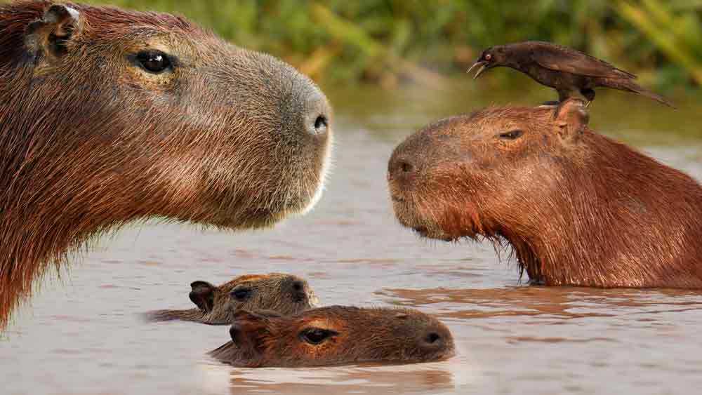 Film | The truth about capybaras – Robert E Fuller