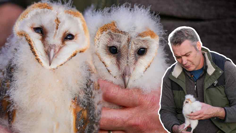 Film | Barn owl chicks ringed & deemed healthy | Gylfie & Dryer ...