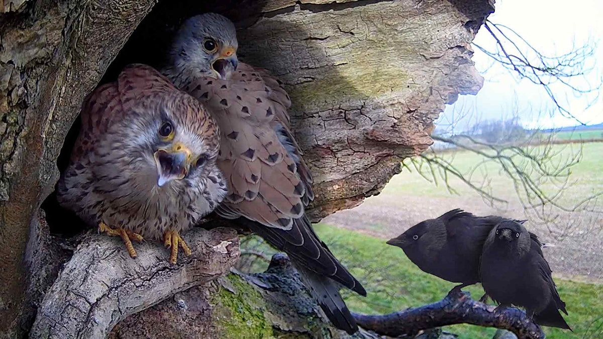 Film | Kestrel v Jackdaw: Long Fight for Nest Site | Apollo & Athena ...