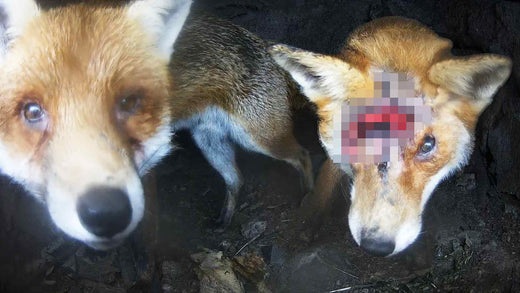 Film | Red Foxes Resume Courtship Despite Vixen's Ugly Injury | Discov ...