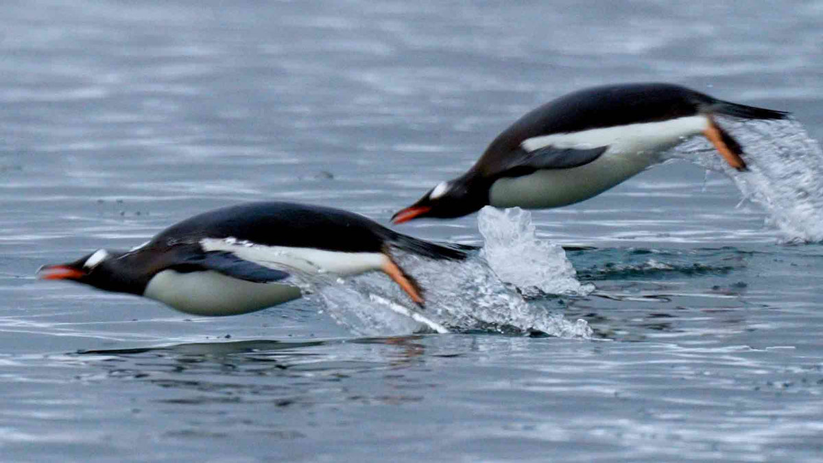 Film | Gentoo Penguins Porpoising Through Icy Waters | Discover Wildli ...