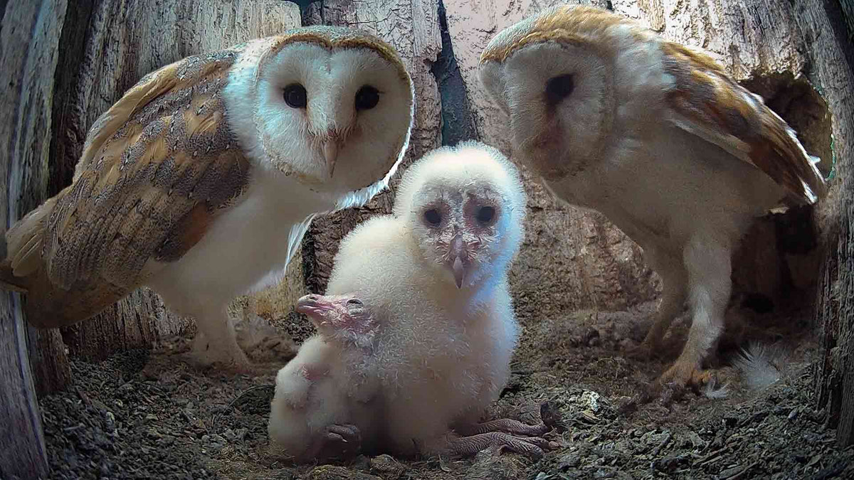 Film | Barn Owls' Struggle to Raise Autumn Brood | Gylfie & Dryer | Fu ...