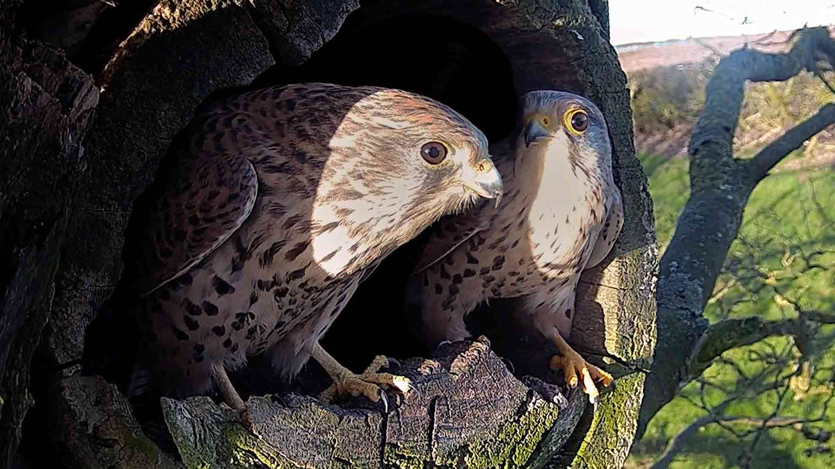 Film | New Kestrel Courtship | Jenny – Robert E Fuller