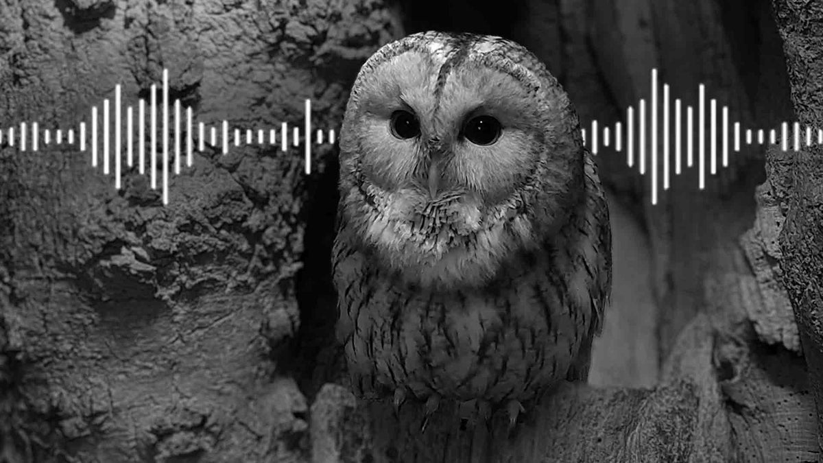 Film | Soft Sound of Tawny Owl Love Calls | Animal Sounds – Robert E Fuller