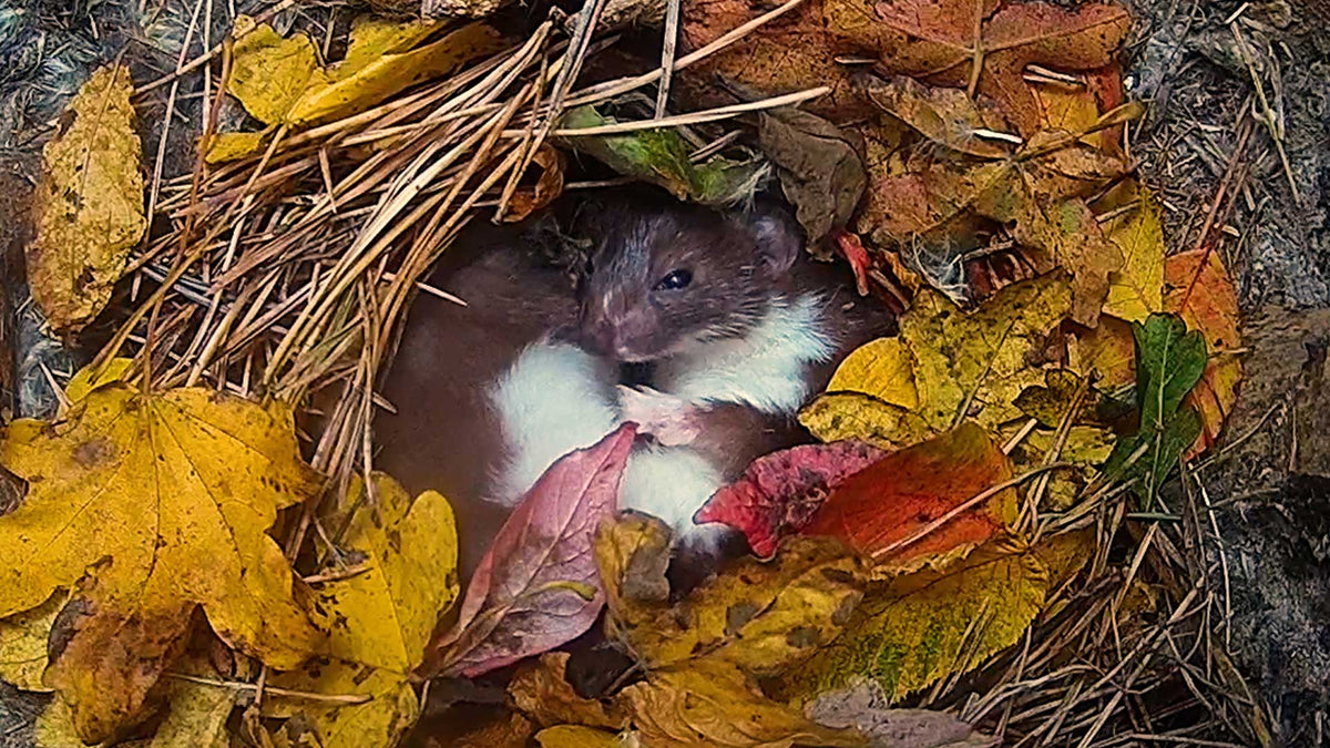 Film | Weasel settles to sleep in a bed of autumn leaves | Discover wi ...