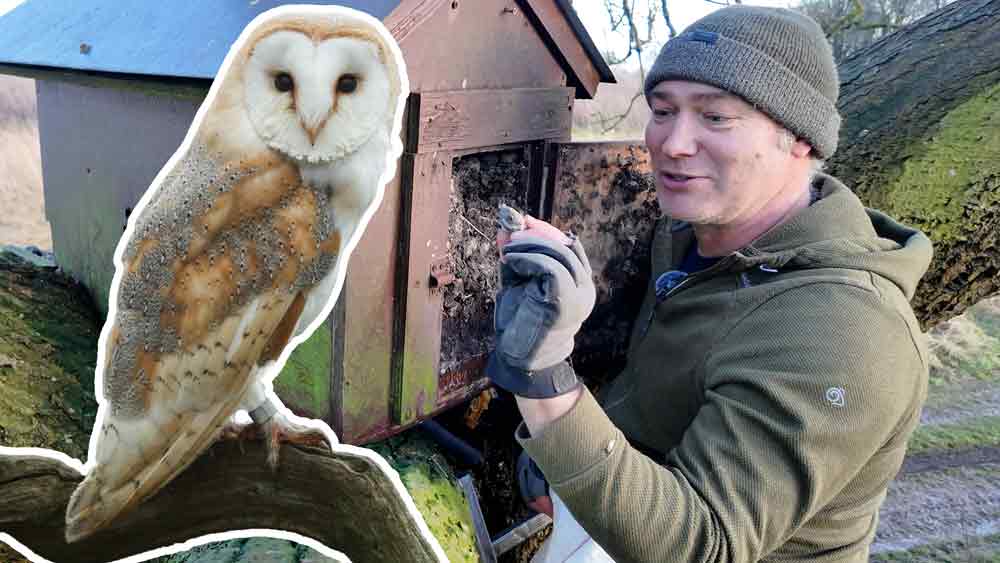 Film | Helping Barn Owls: Cleaning Out Nest Boxes | Wildlife Conservat ...
